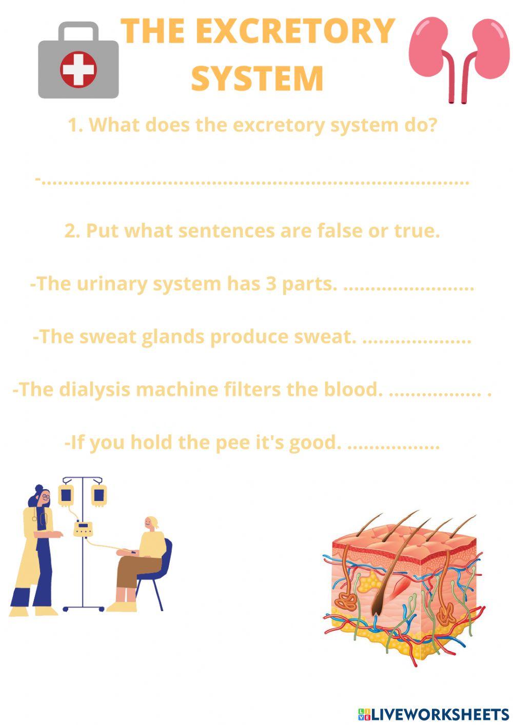 2212427 | The excretory system | paulaslobozenco
