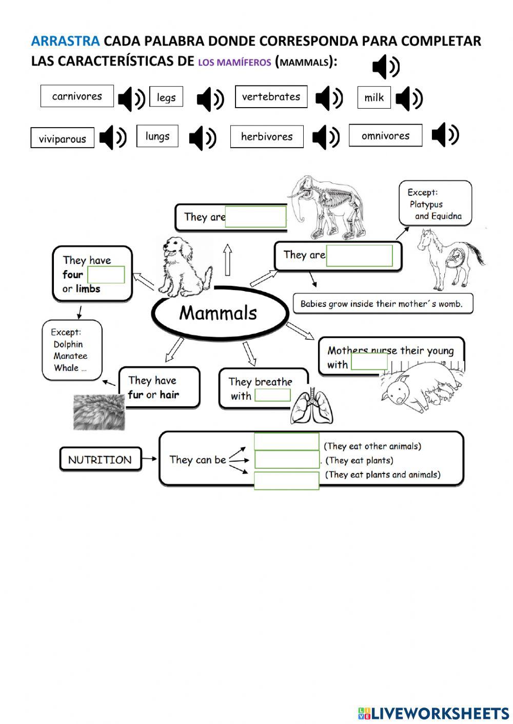 Mammals charact… | Free Interactive Worksheets | 2212761