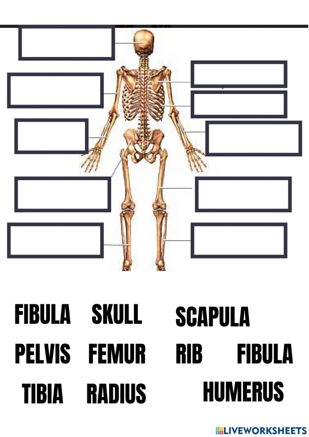 Nietoisz | Bones and muscles 2213445 | LiveWorksheets