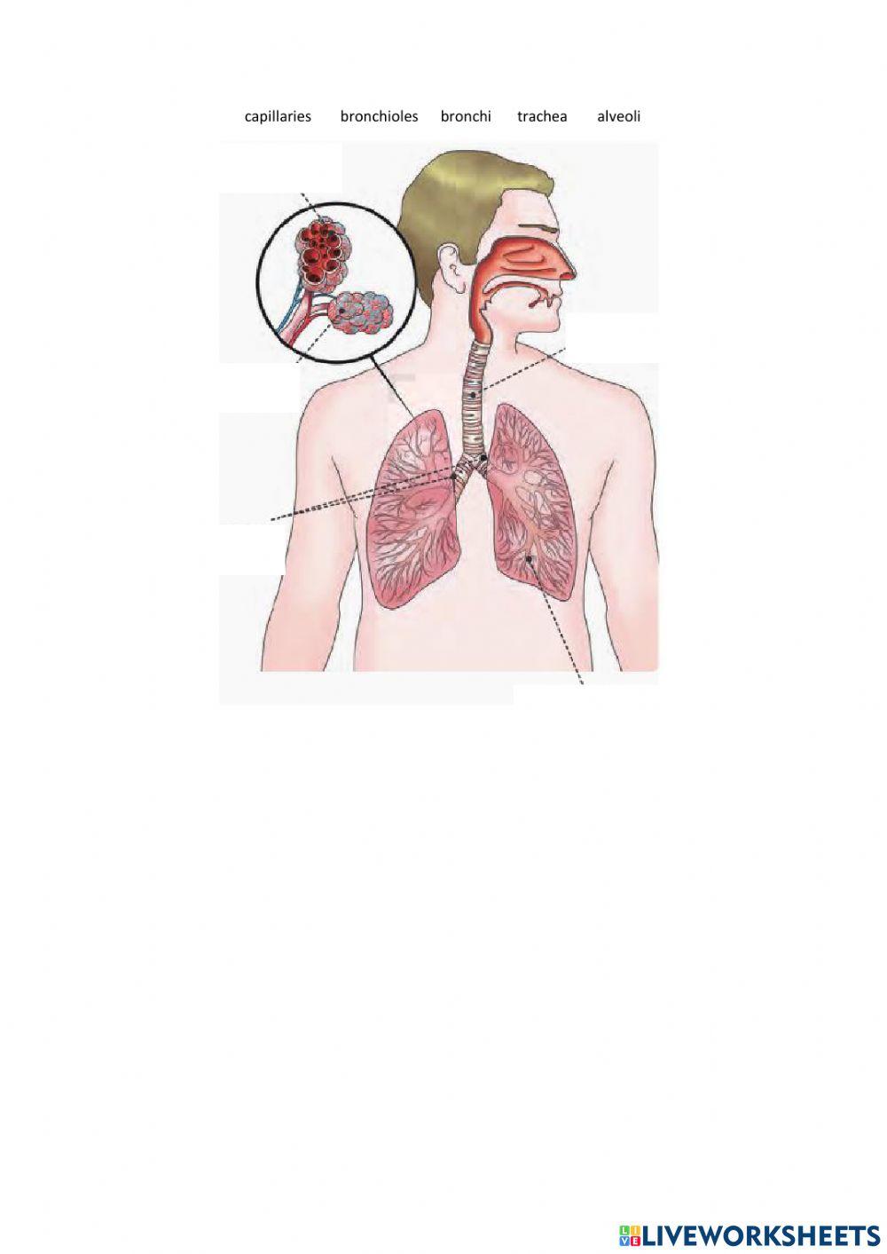 BYME book U2 vocab | Aalleexxiiss PF | Live Worksheets