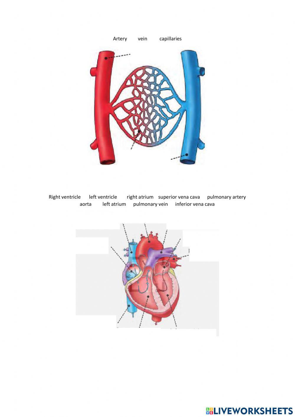 BYME book U2 vocab | Aalleexxiiss PF | Live Worksheets