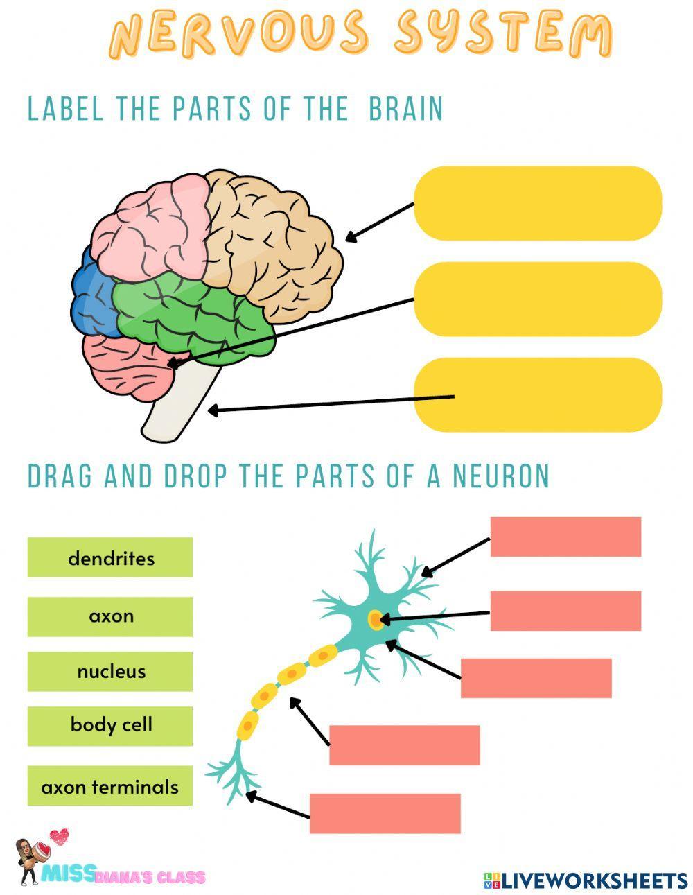2213650 Nervous System Diana Flores Liveworksheets
