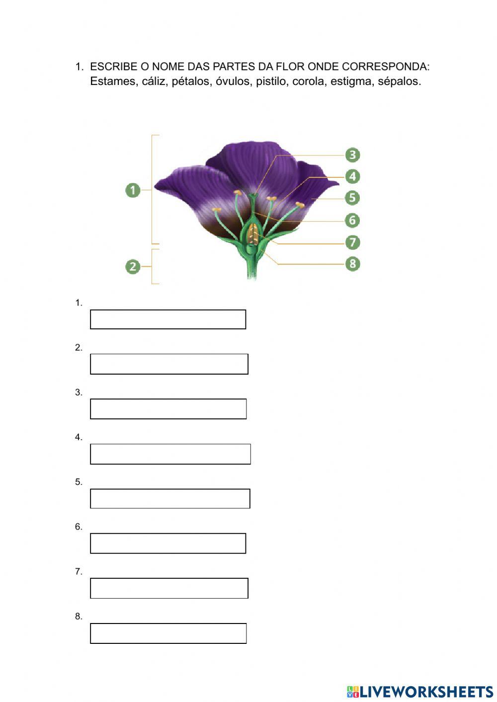AnaMosquera | Partes da flor 2215997 | LiveWorksheets