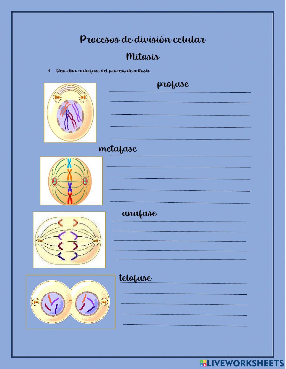 mitosis online exercise for | Live Worksheets