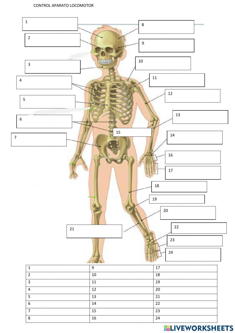 Aparato locomotor exercise for 5º-6º | Live Worksheets