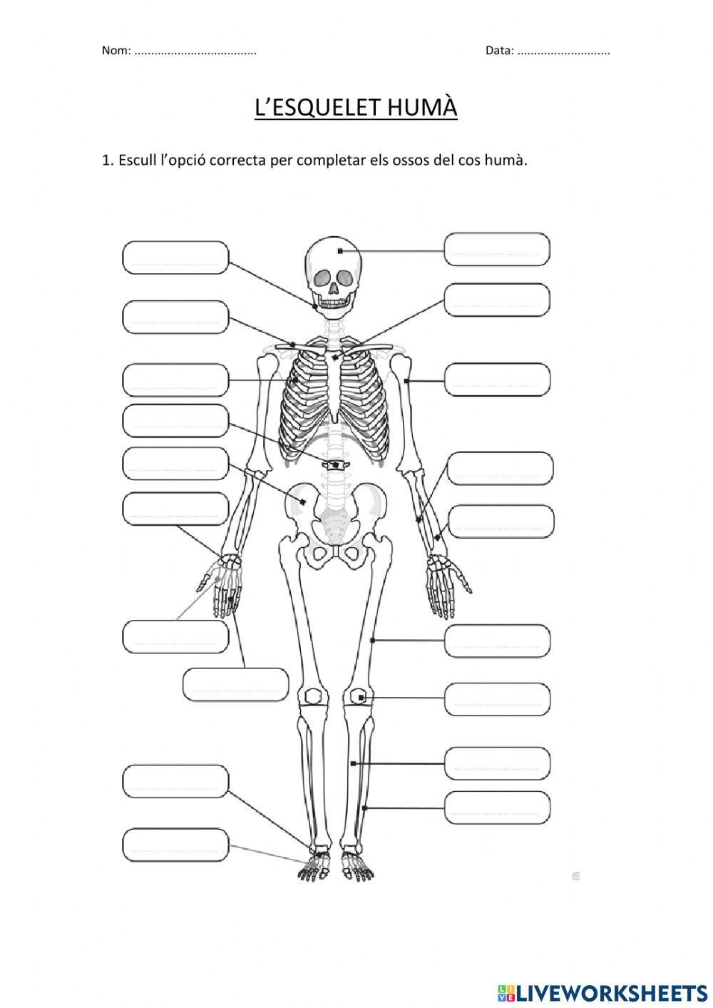 L'esquelet humà online worksheet | Live Worksheets