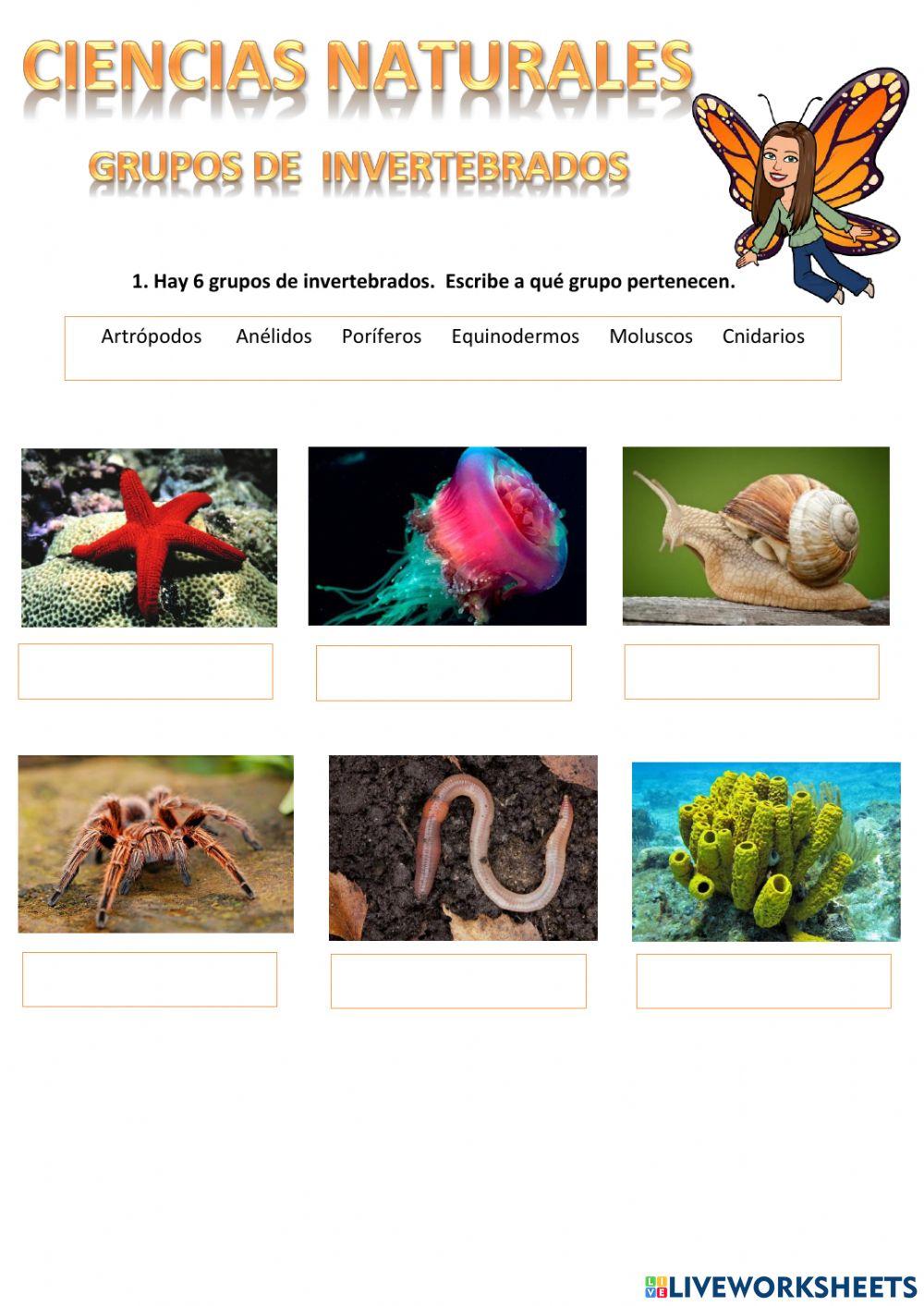 Animales invertebrados 2700 | Conchi López Pérez | Live