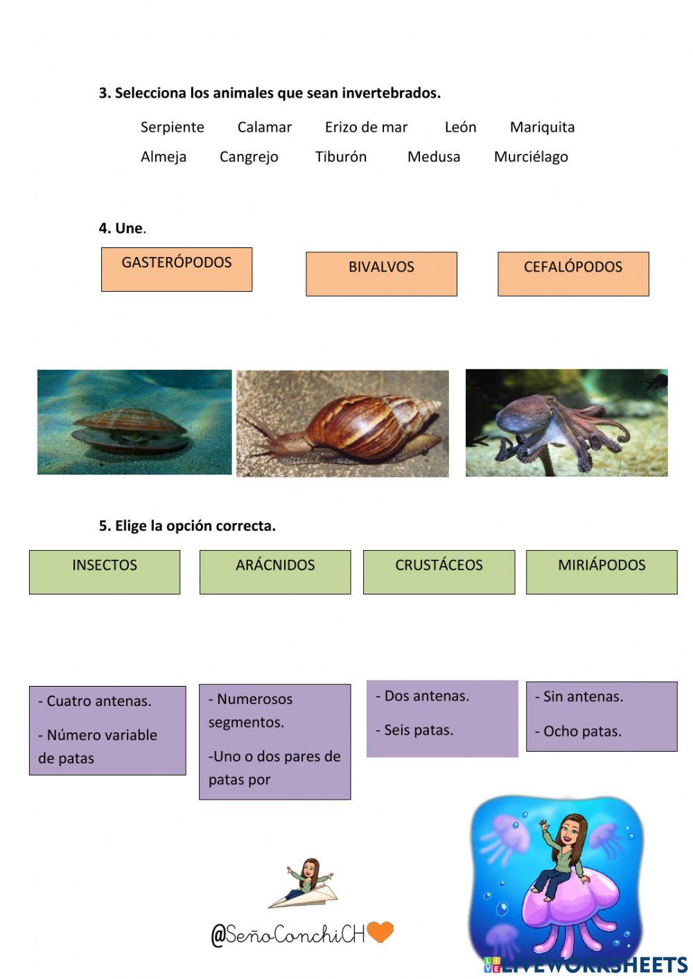 Animales invertebrados 2700 | Conchi López Pérez | Live