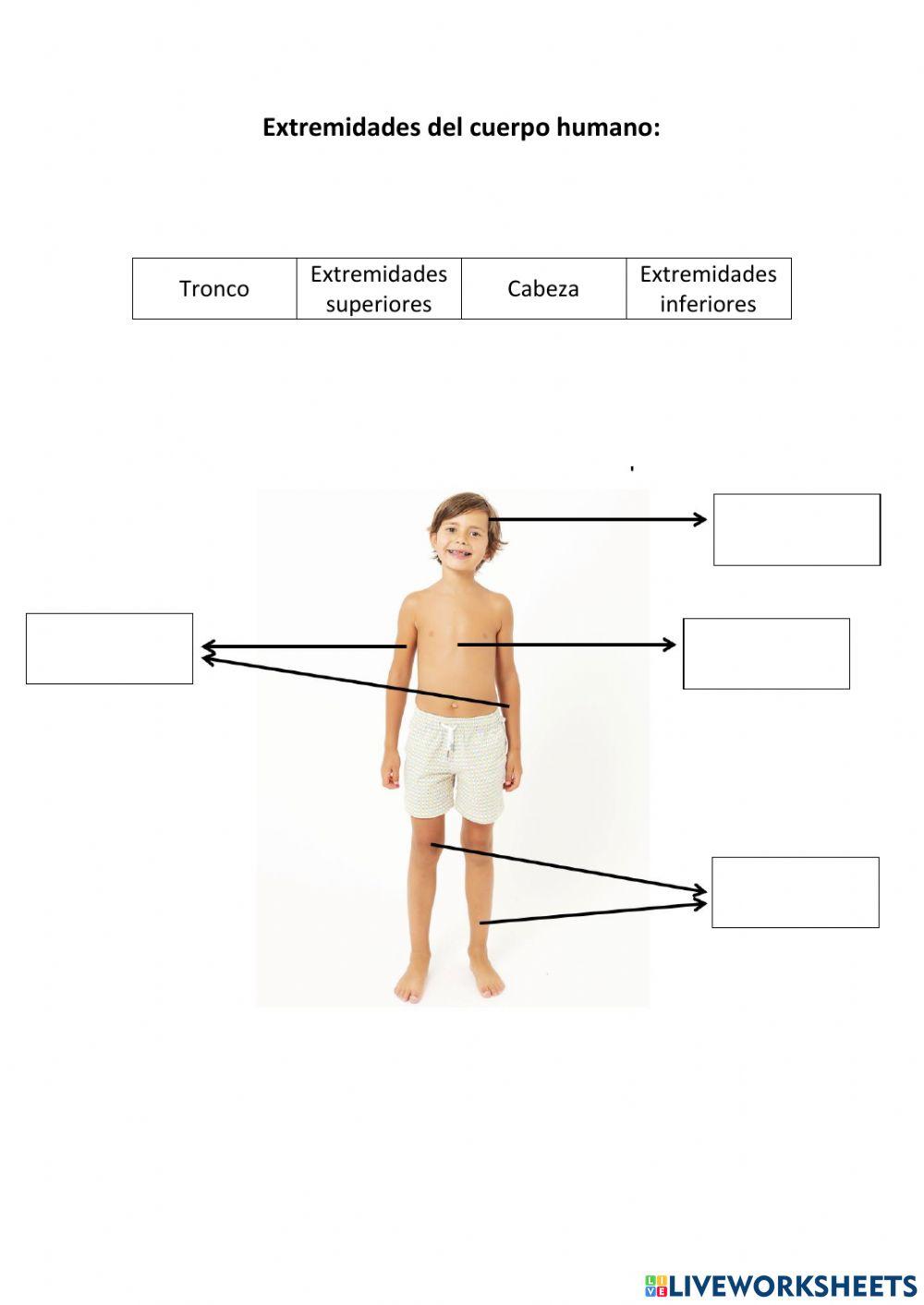 O Corpo Humano Worksheet Live Worksheets 56 Off
