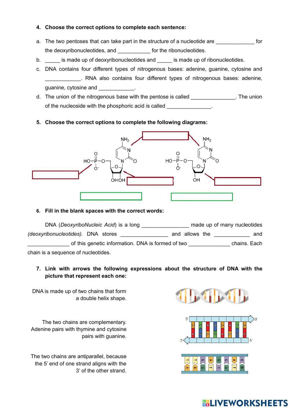 dna structure and function worksheet