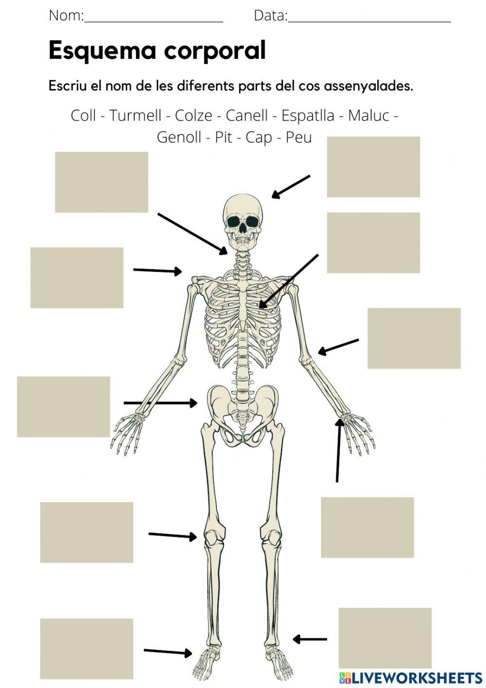 2229928 | Esquema corporal | ivansarabia