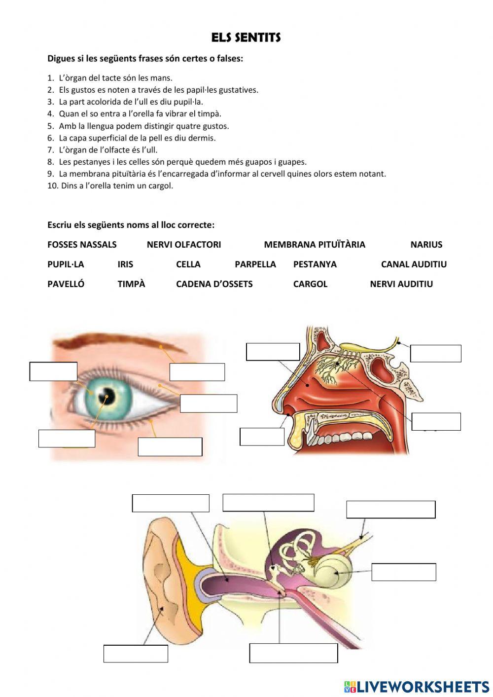 2240745 | Els sentits | Laura_su | LiveWorksheets