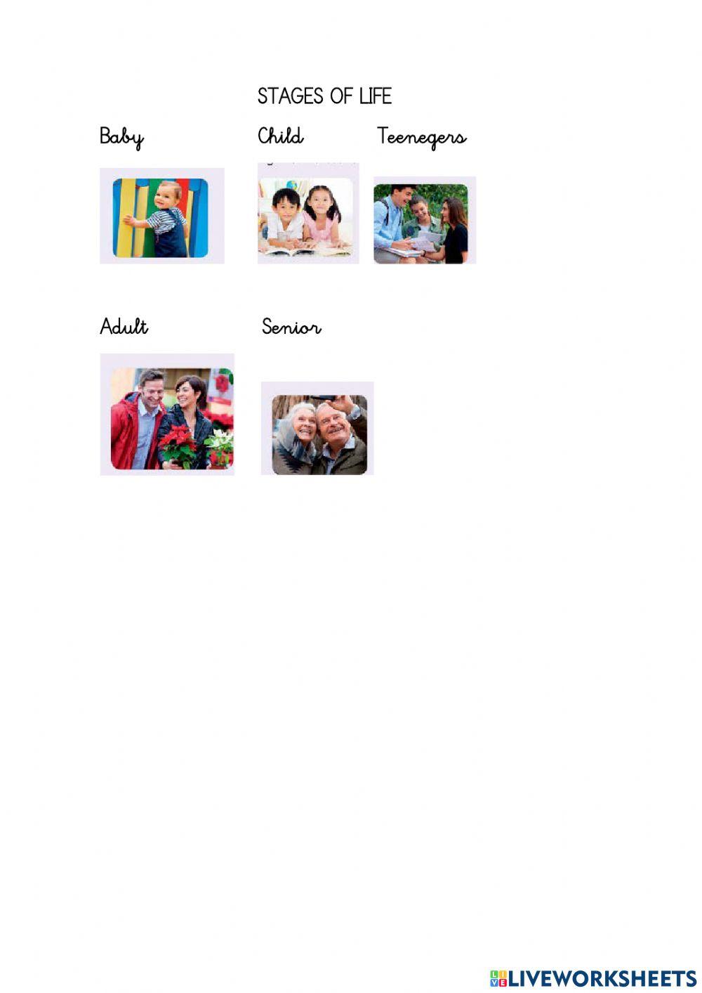 Stages of life online worksheet for Secind grade | Live Worksheets