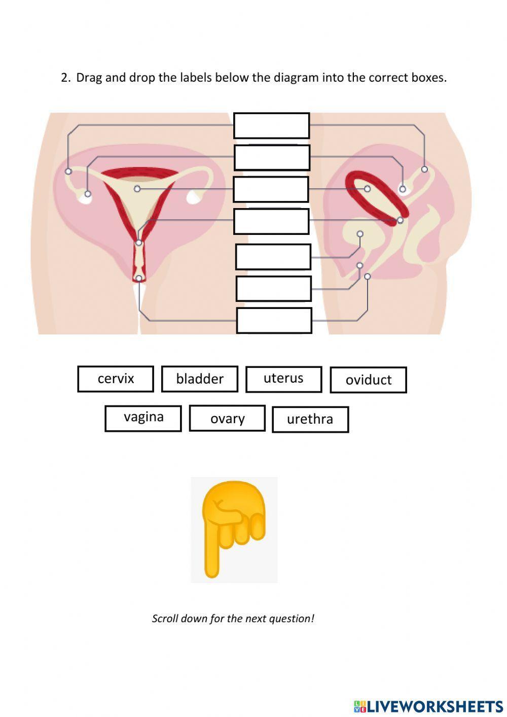 reproductive system bitesize