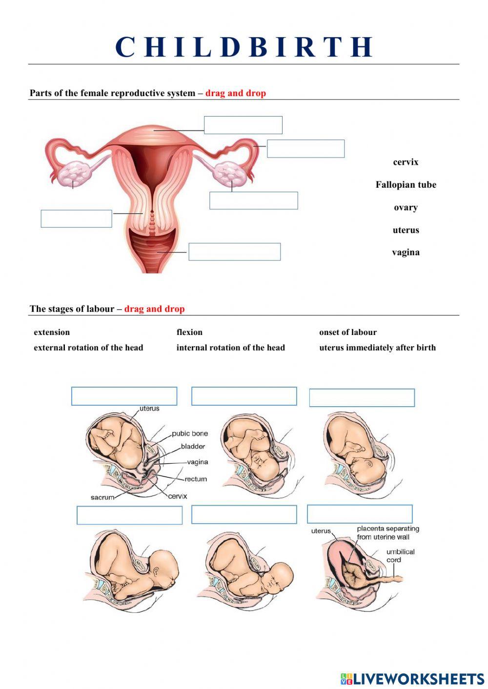 childbirth worksheet