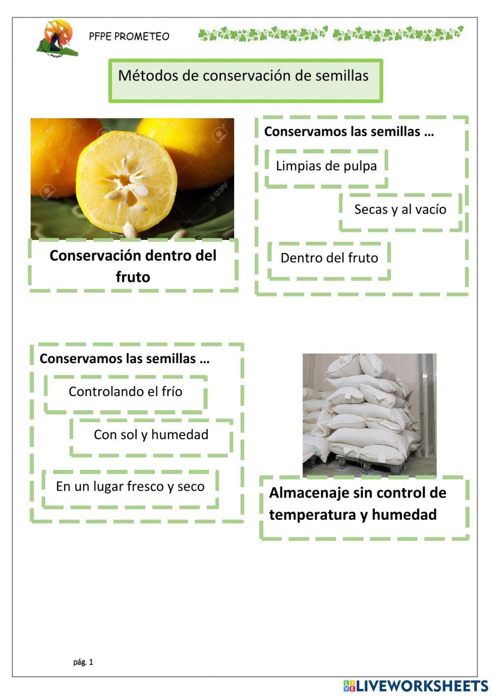 Conservacion de semillas 2 worksheet | Live Worksheets