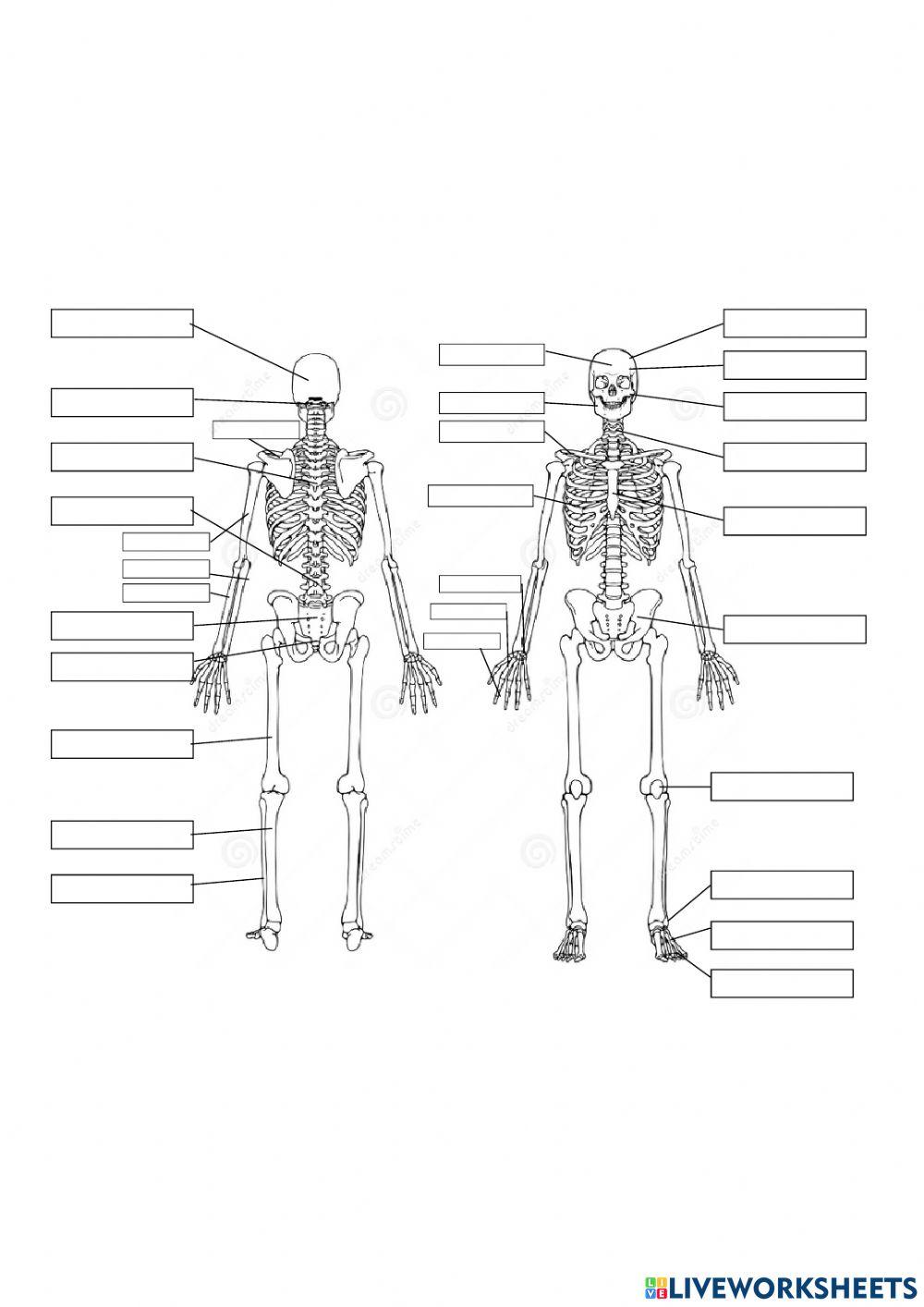Esquelet 5è | Free Interactive Worksheets | 2237774