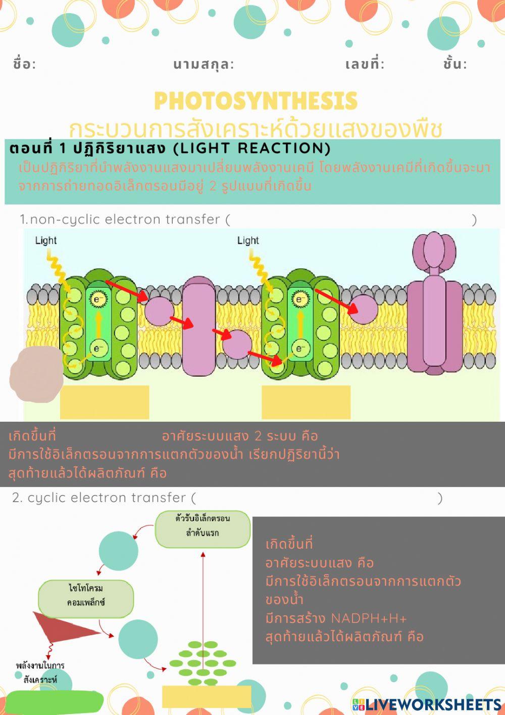 photosynthesis online exercise for | Live Worksheets