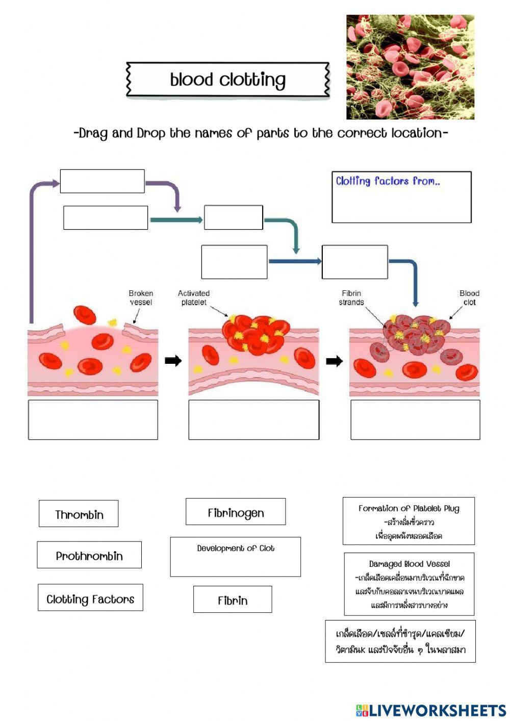 กลไกการแข็งตัวข… | Free Interactive Worksheets | 2708159