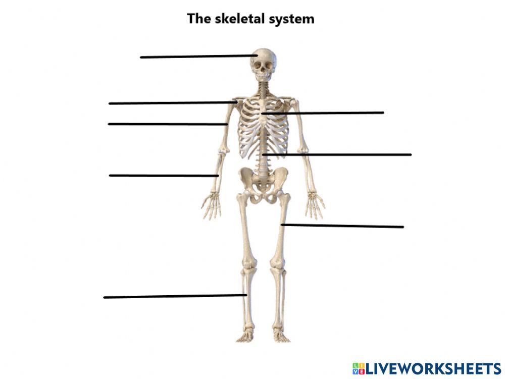 Blank Skeletal System