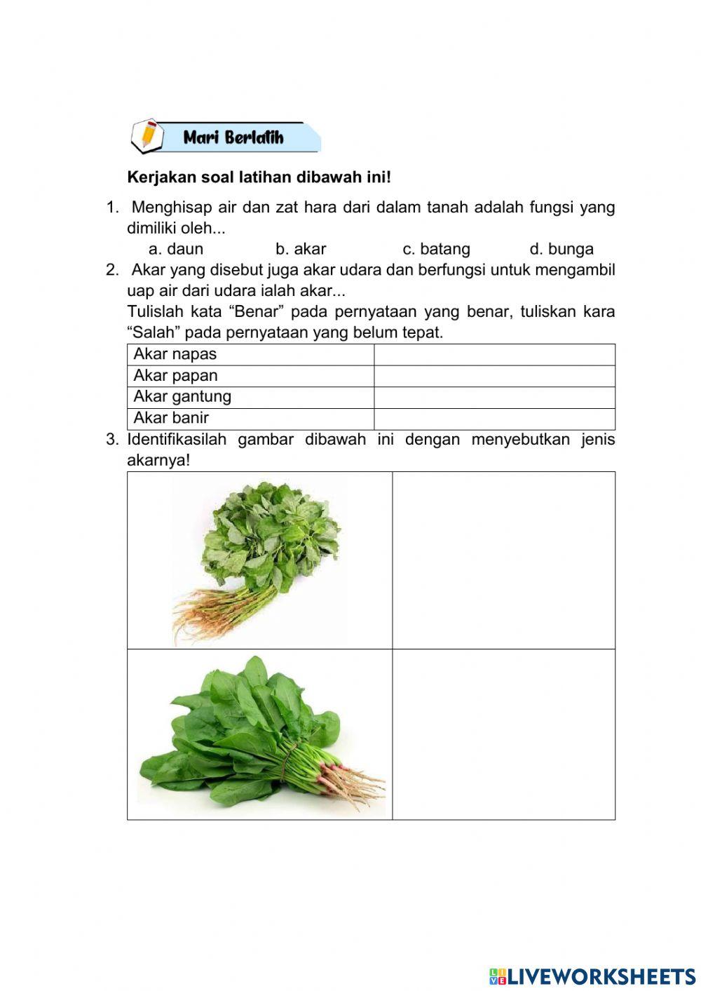 Sains dasar tema 06 worksheet | Live Worksheets