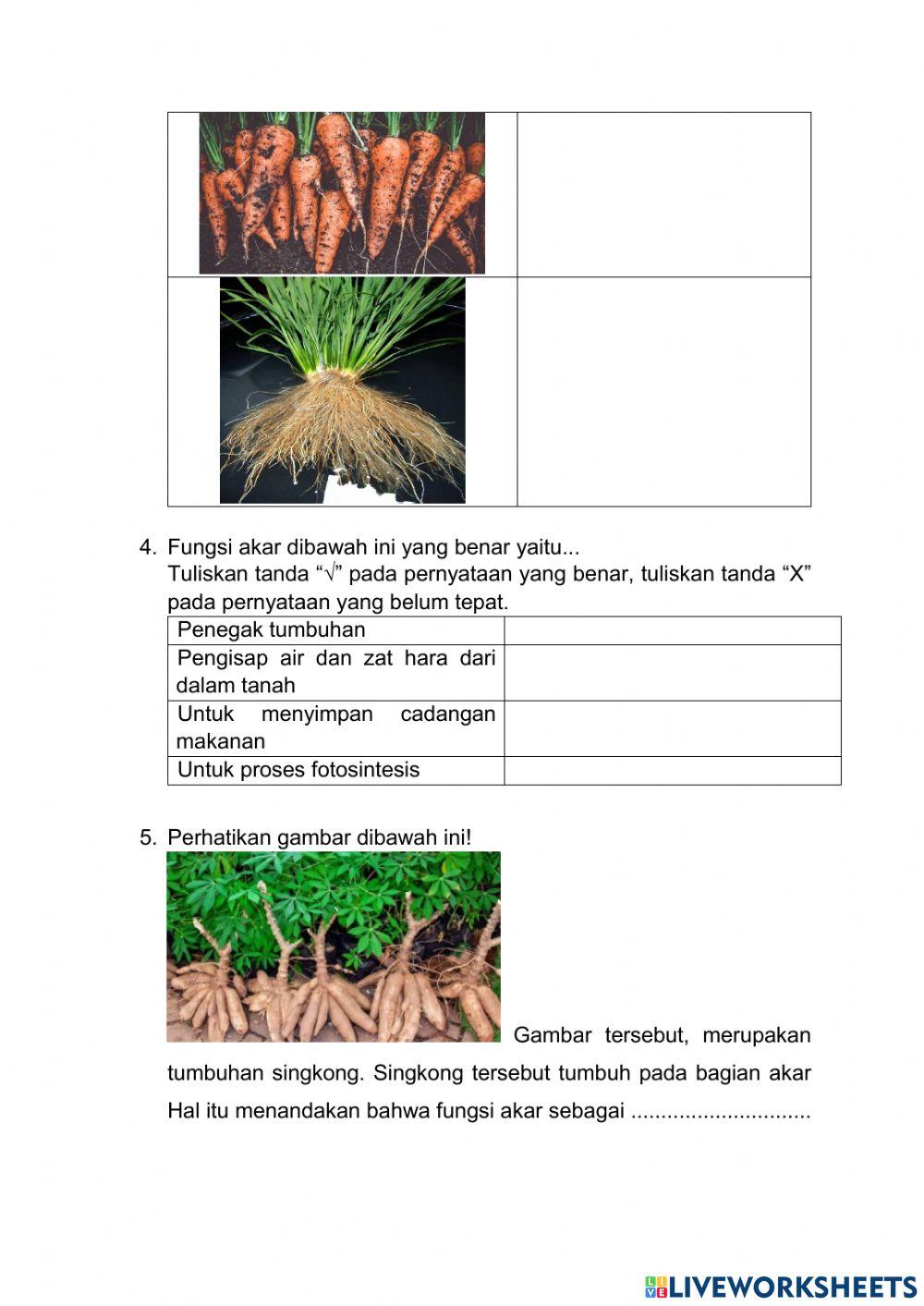 Sains dasar tema 06 worksheet | Live Worksheets