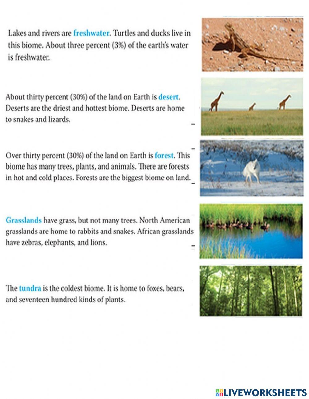 Reading Review Superlatives worksheet | Live Worksheets