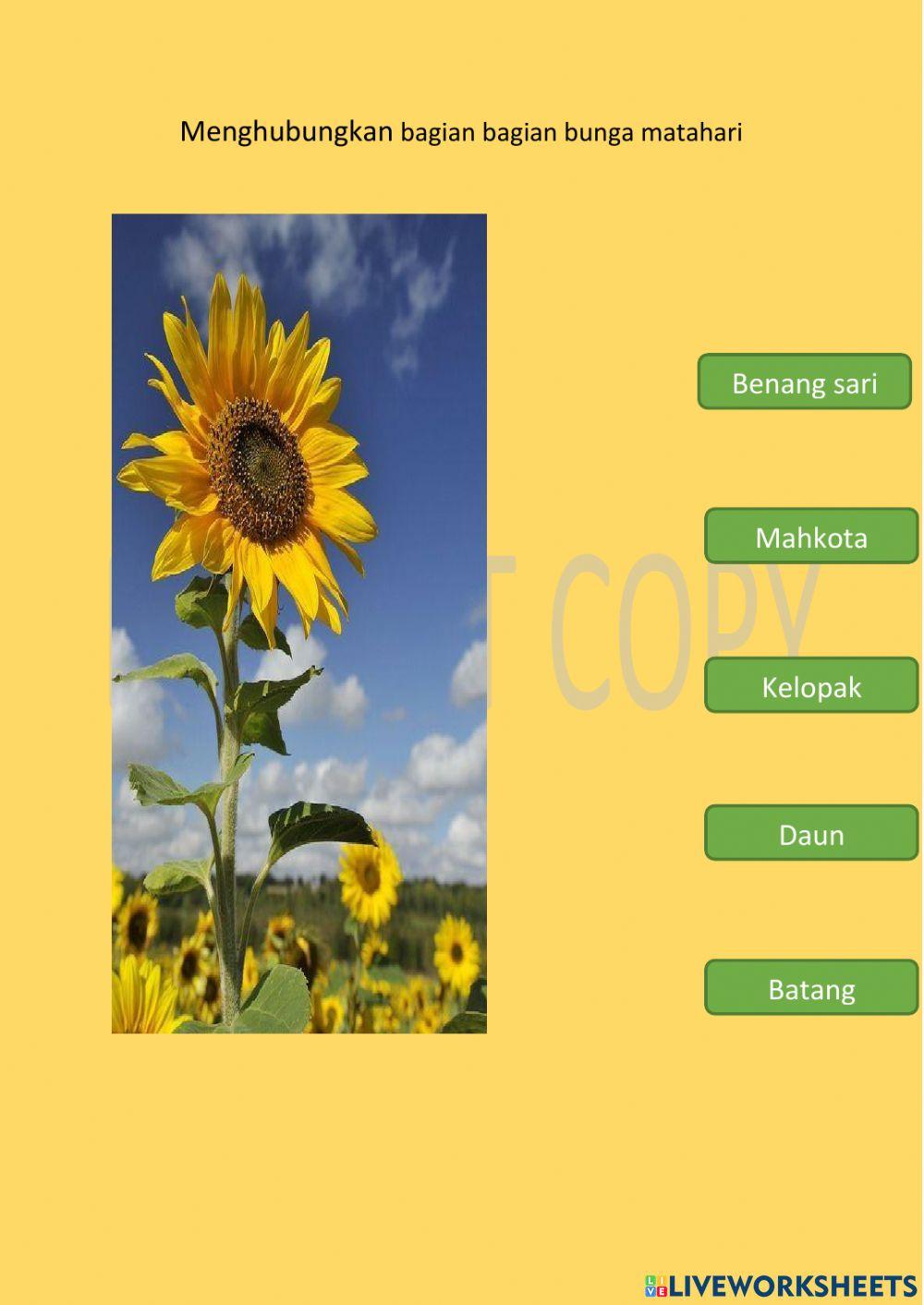 Bagian bagian bunga | Live Worksheets