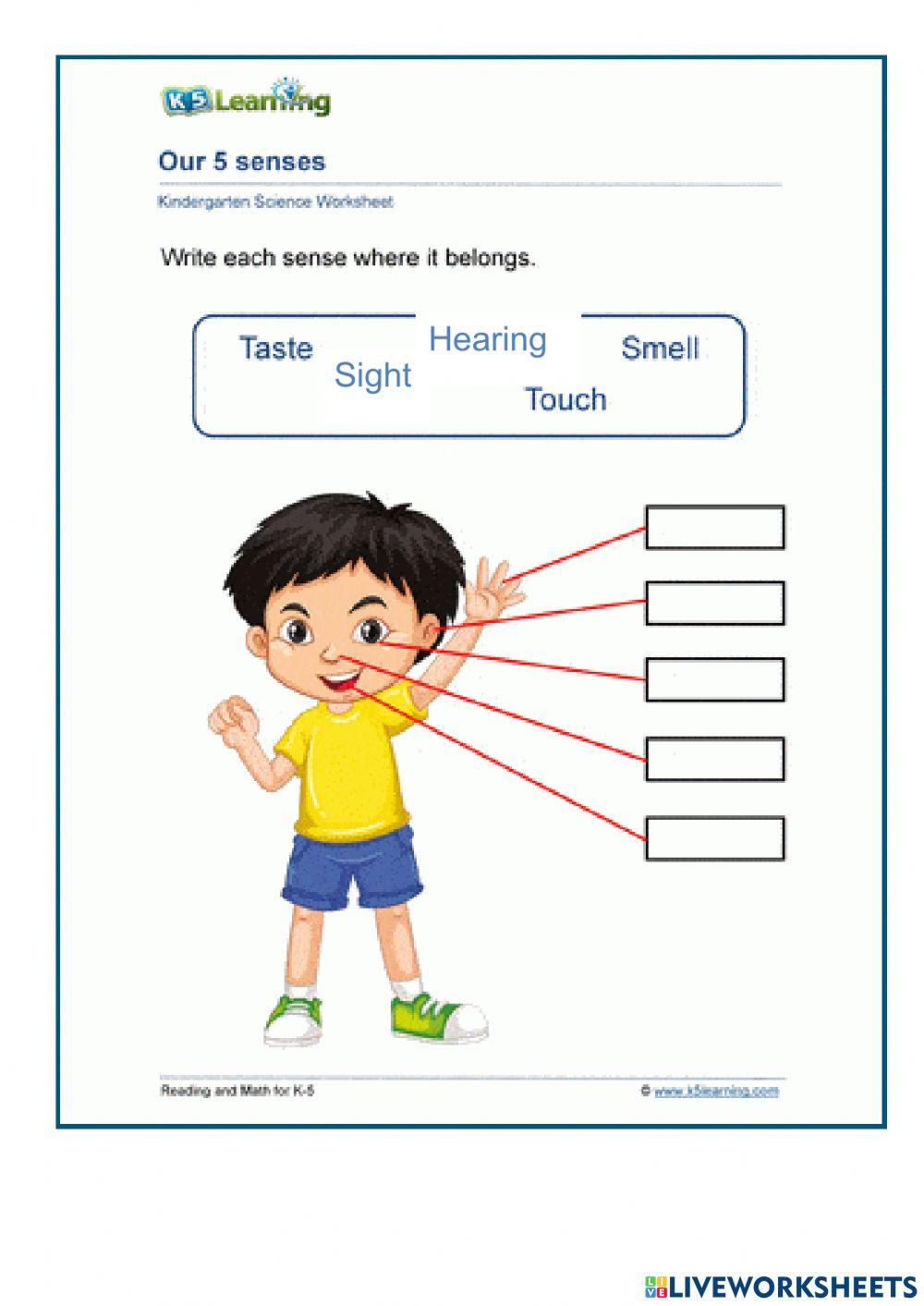 Locomotor system and 5 senses worksheet | Live Worksheets