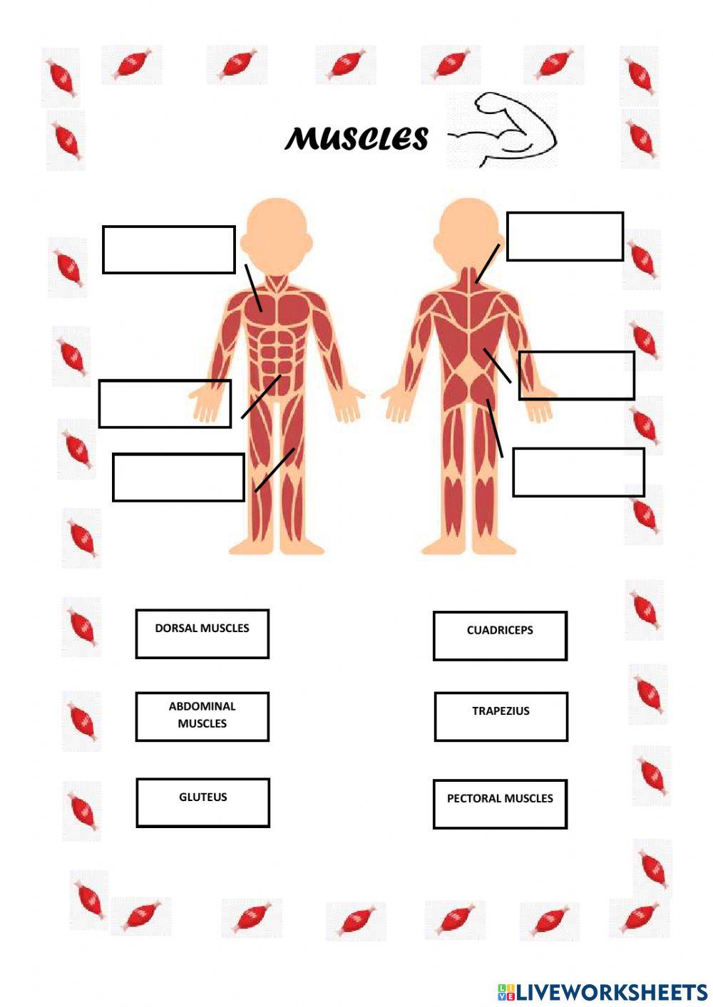 Locomotor system | Free Interactive Worksheets | 1876732