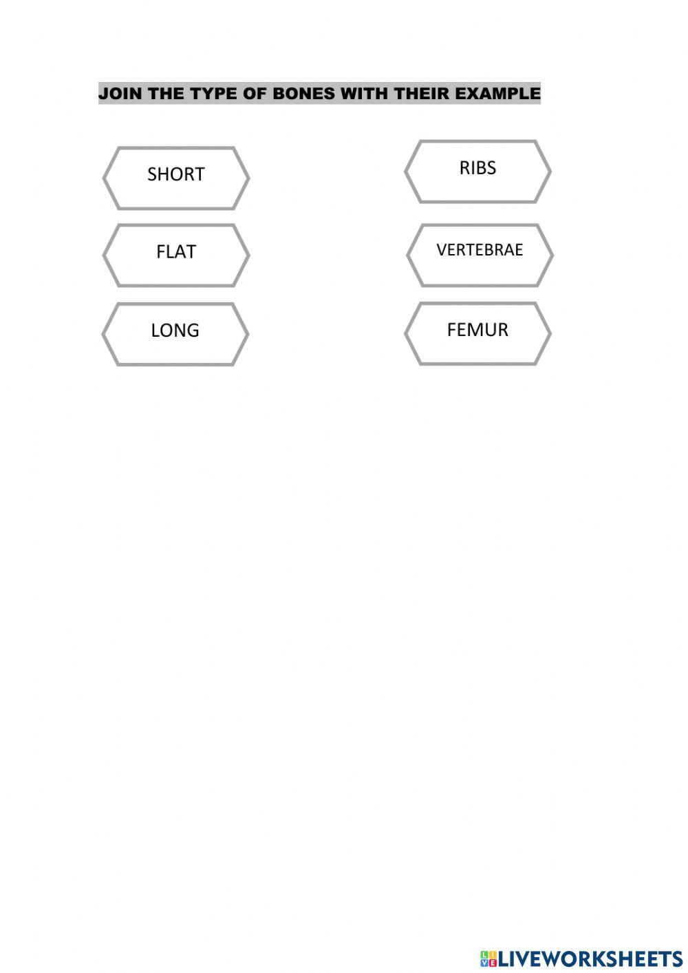 Locomotor system | Free Interactive Worksheets | 1876732