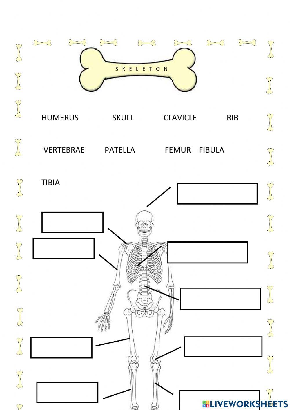 Locomotor system | Free Interactive Worksheets | 1876732