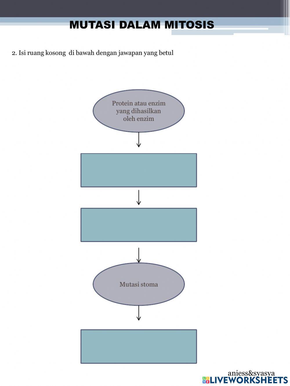 Kump 8 - Mitosis worksheet | Live Worksheets