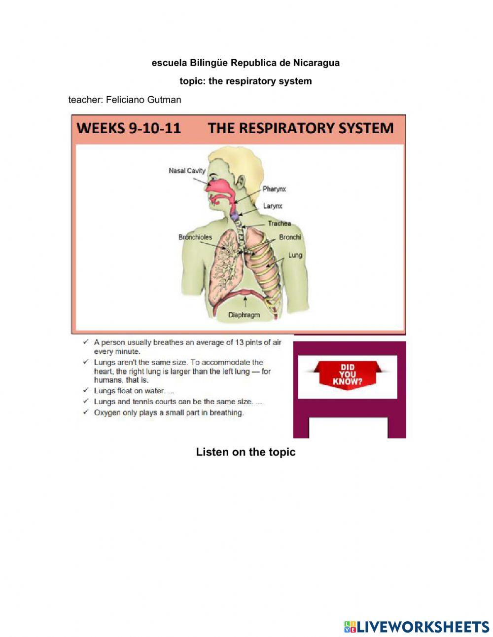 The respiratory system online practice | Live Worksheets
