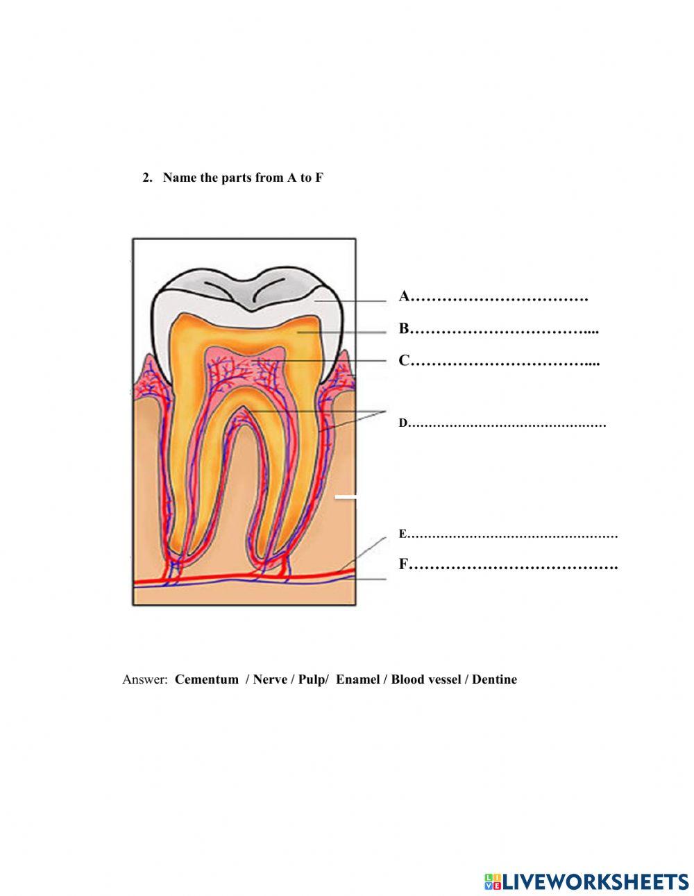 the teeth online exercise for | Live Worksheets