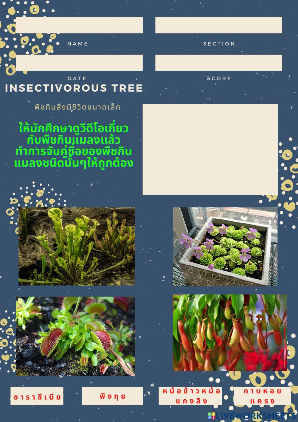 Insectivorous-tree worksheet | Live Worksheets