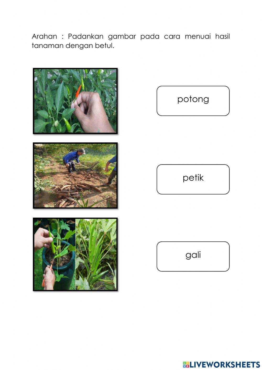 Cara menuai hasil tanaman 1885606 | SYAFAWATIZAWANI