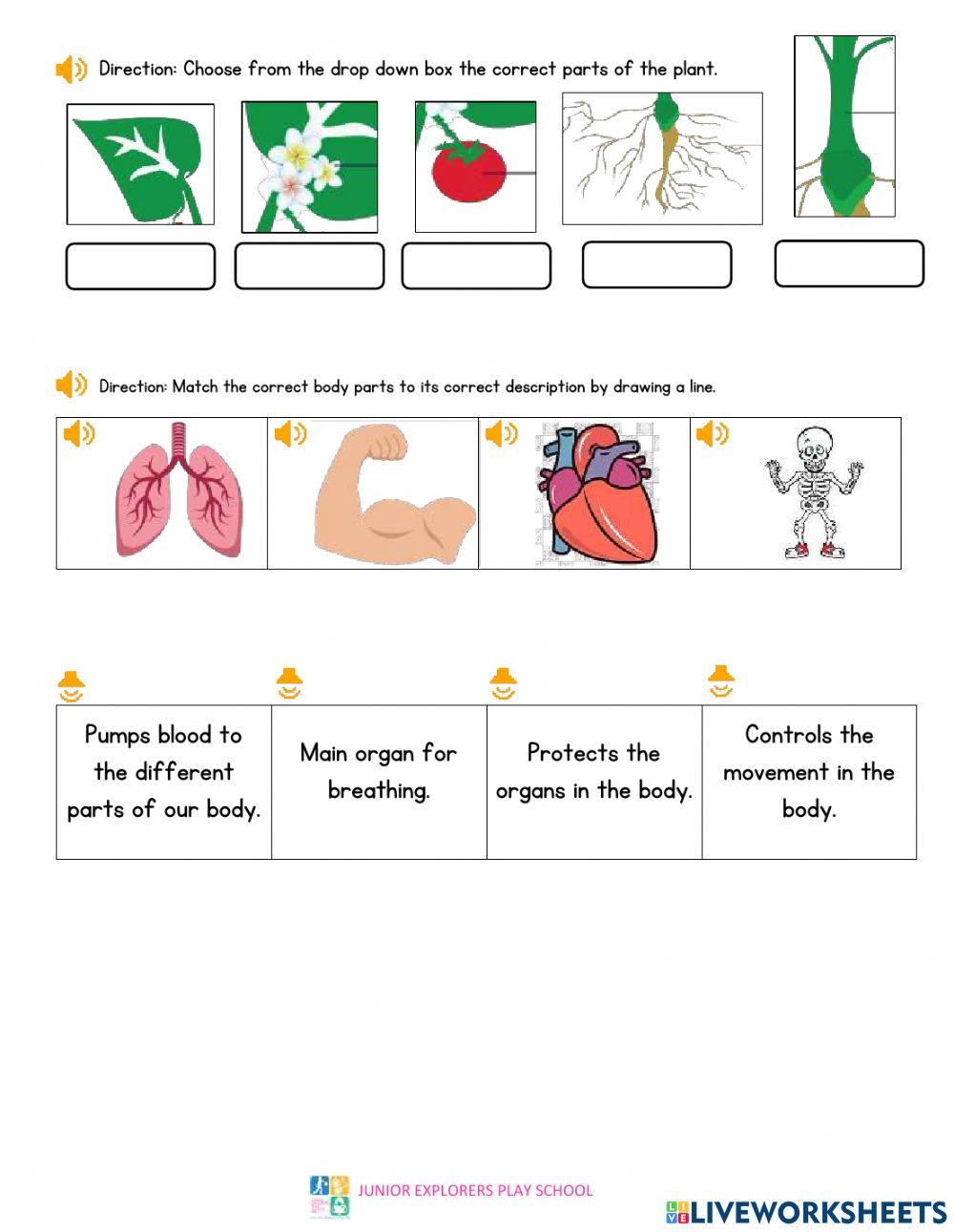 Pre-K 2nd Term Assessment part 2 online exercise for | Live Worksheets