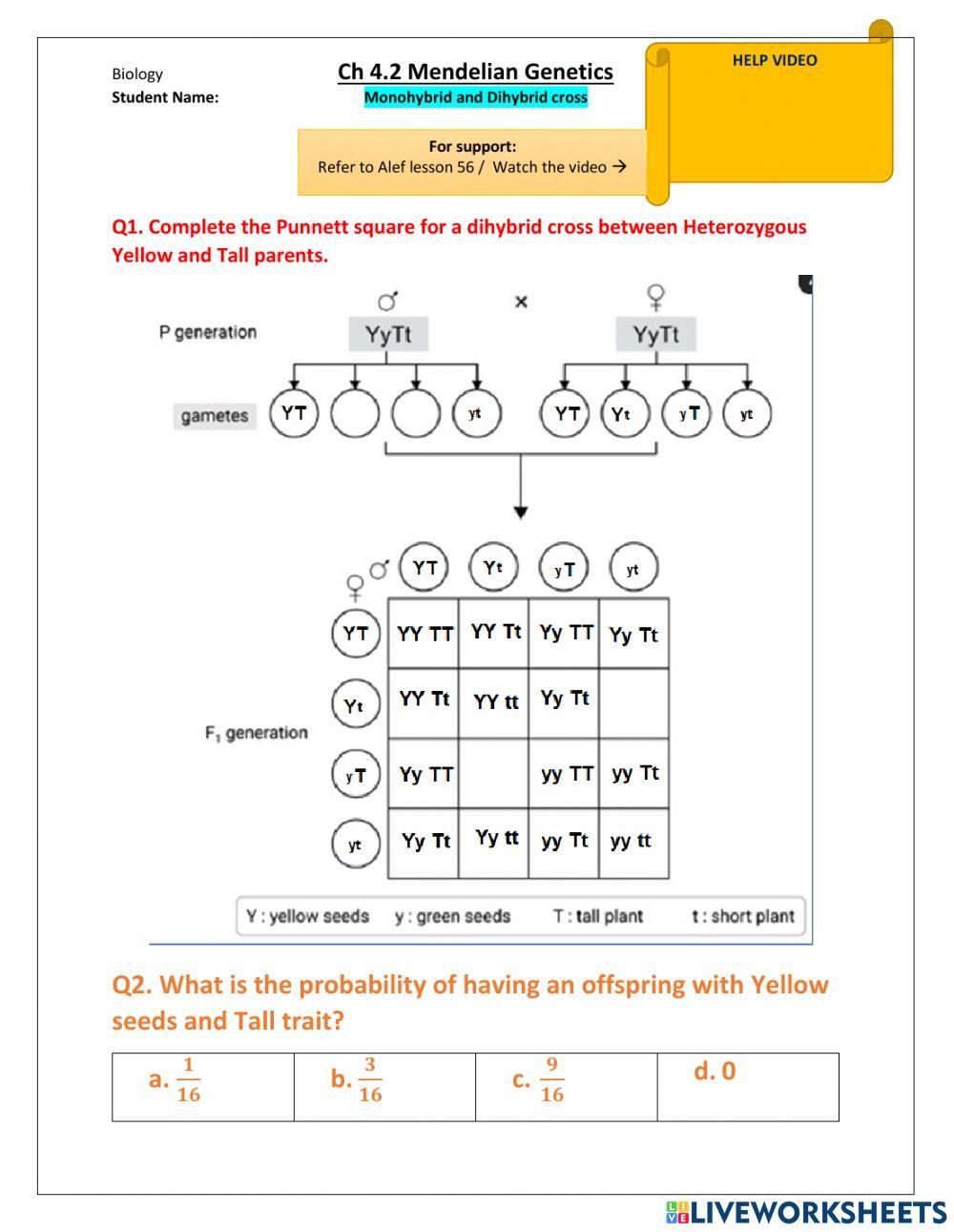 Dihybrid Cross Answer Sheet