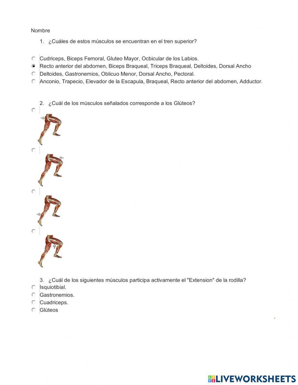 Los músculos online worksheet for Primer | Live Worksheets