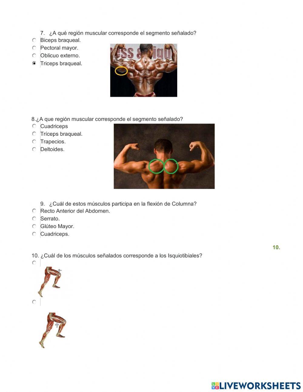 Los músculos online worksheet for Primer | Live Worksheets