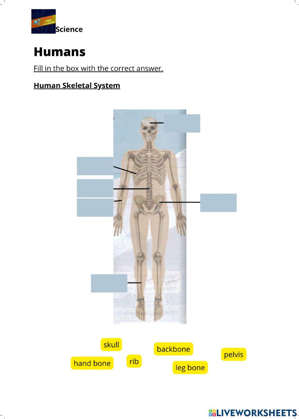 Human - Part 1 | Free Interactive Worksheets | 1888673
