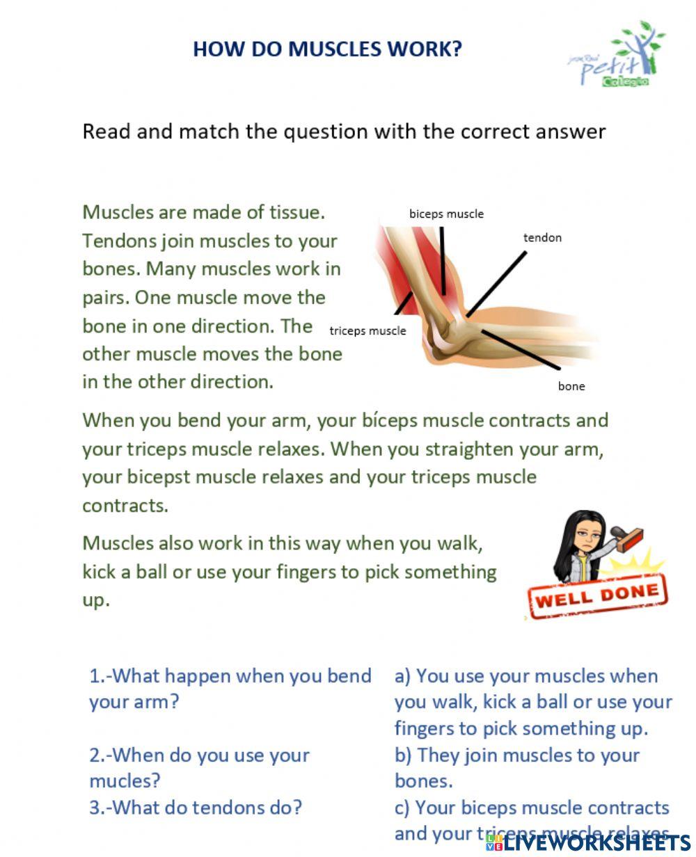 Muscle work | Free Interactive Worksheets | 1891095