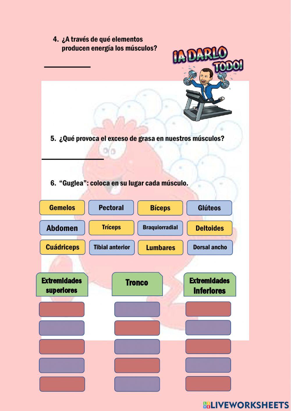 Los músculos. interactive worksheet | Live Worksheets