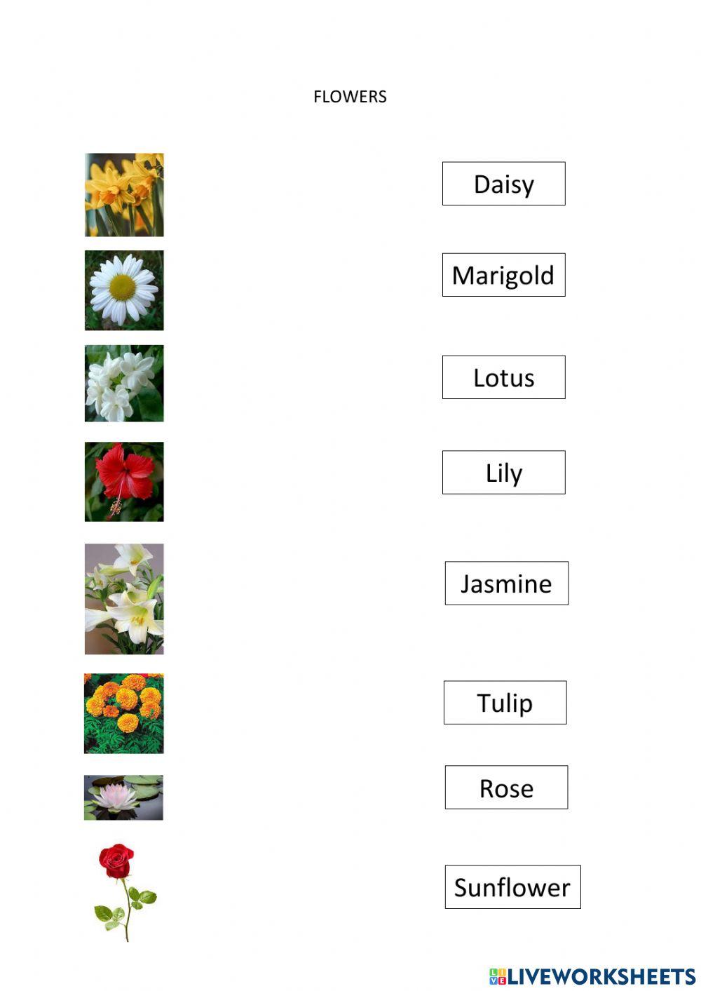 1898344 | Flowers | Reema Manek | LiveWorksheets