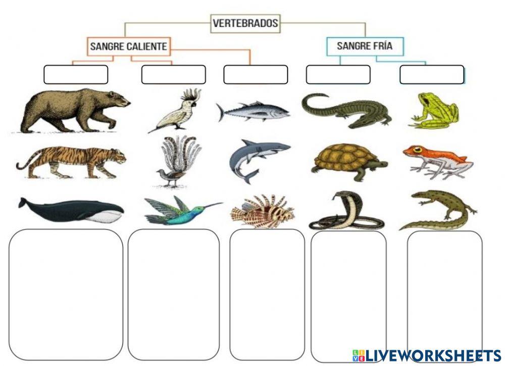 Los vertebrados worksheet for 4º | Live Worksheets