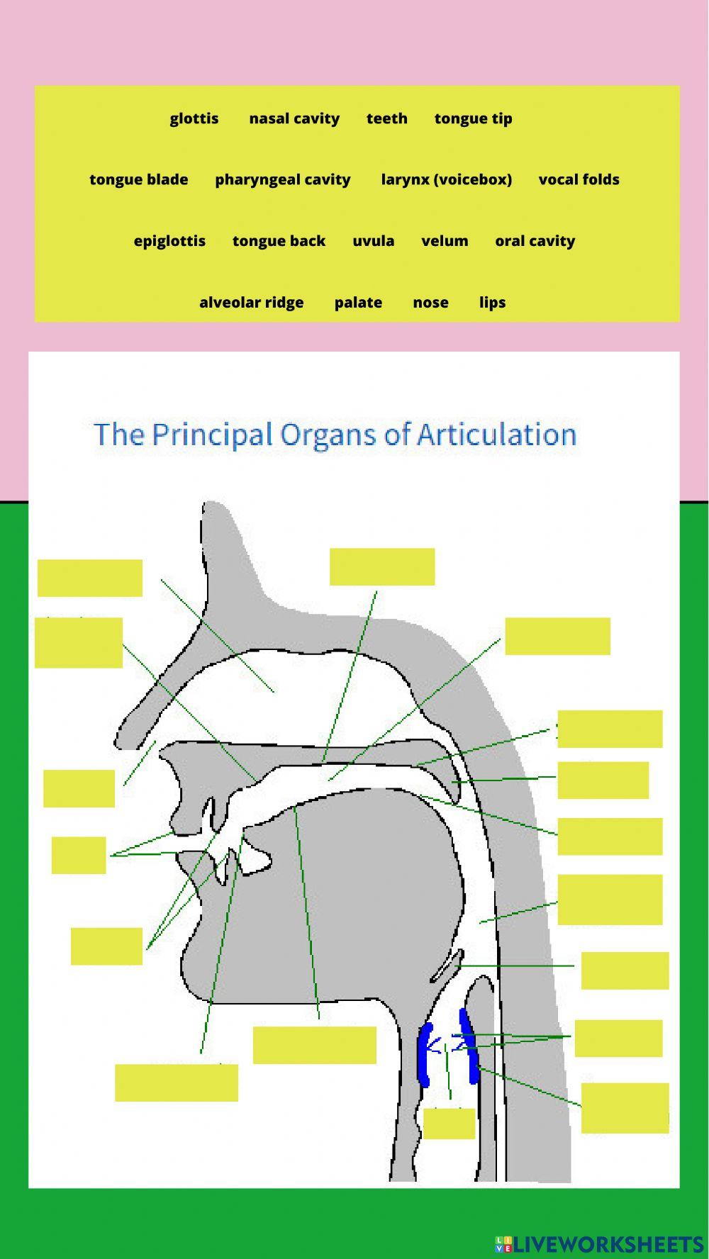 The principal organs of articulation worksheet | Live Worksheets
