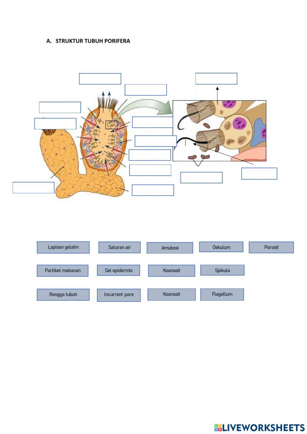 LKPD Filum Porifera & Coelenterata 1906248 | Dinar Syah