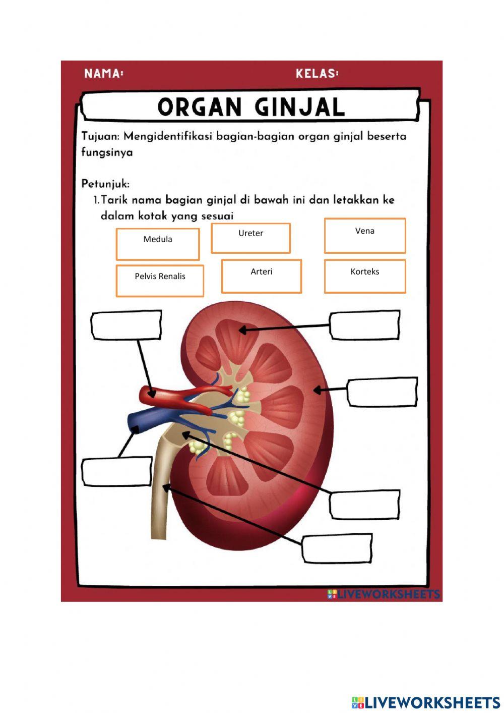 Lkpd Kd 3 8 Sistem Ekskresi Interactive Worksheet Liv - vrogue.co Lkpd Kd 3 8 Sistem Ekskresi Interactive Worksheet Liv - vrogue.co