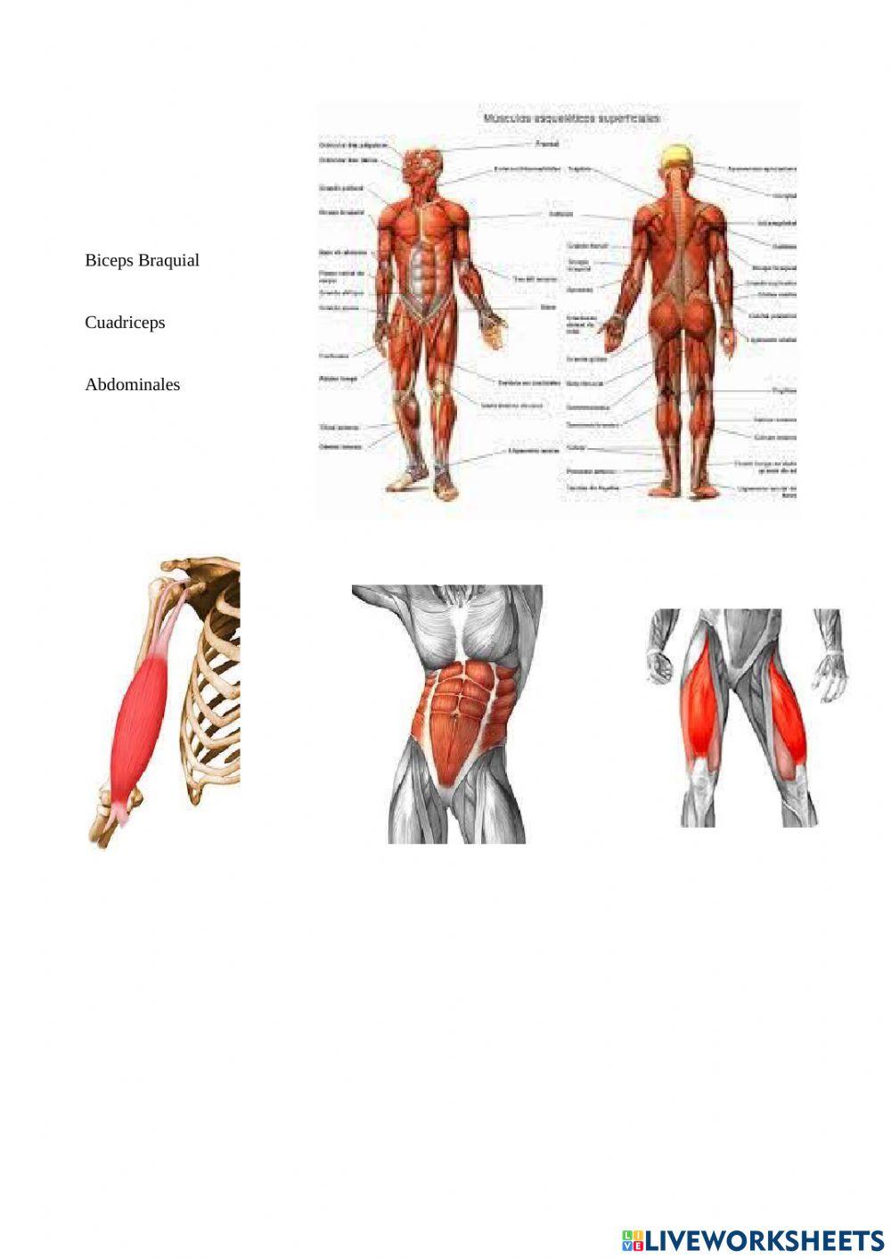 Musculos online worksheet for 3eso | Live Worksheets
